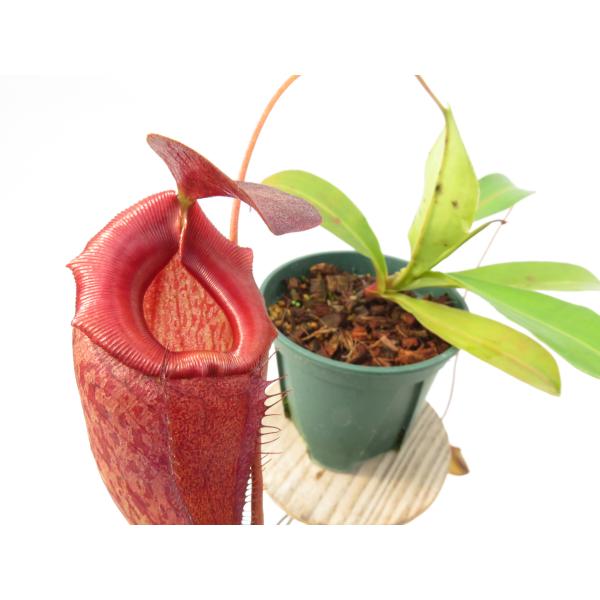 N.rajah × tenuis BE-4052 4号【現品限り】ネペンテス 食虫植物_19486（2026年2月下旬撮影)※植物ですので、撮影時からの日数の経過、季節の移り変わりと共に、袋の数、色など商品の状態が変わることがございます。ど...