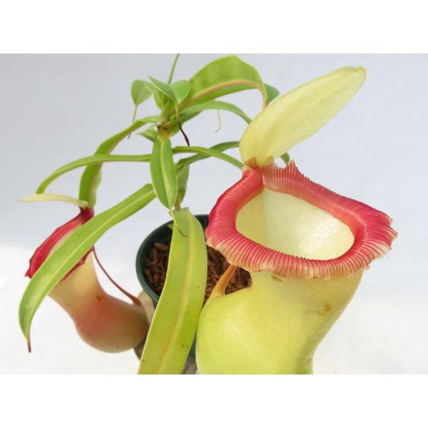 N.ventricosa Quezon Luson, St.Paul YFK 3.5号【現品限り】ネペンテス 食虫植物_19487（2026年2月下旬撮影)※植物ですので、撮影時からの日数の経過、季節の移り変わりと共に、袋の数、色など商品の...