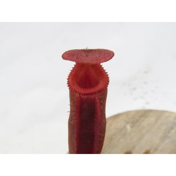 【最新★オリジナル実生】N.(rajah × veitchii)-Big Round BE-3730 × edwardtiana kinabalu 'T' #6 2号【現品限り】ネペンテス 食虫植物_19536（2026年2月下旬撮影)※植...