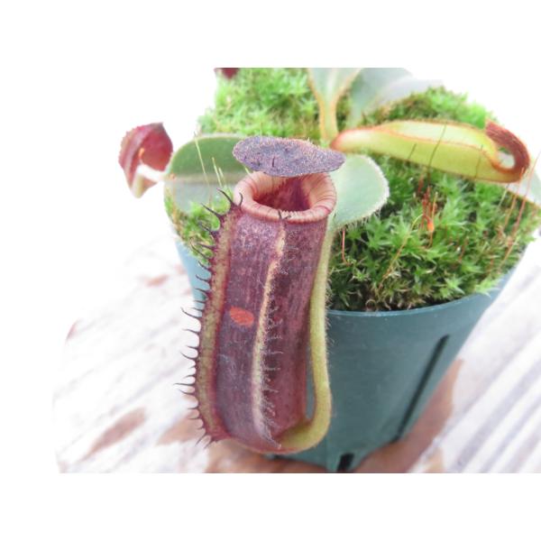 【最新★オリジナル実生】N.lowii Munkobo Ranau Kinabalu × hurrelliana #1 2号【現品限り】ネペンテス 食虫植物_19537（2026年2月下旬撮影)※植物ですので、撮影時からの日数の経過、季節の...