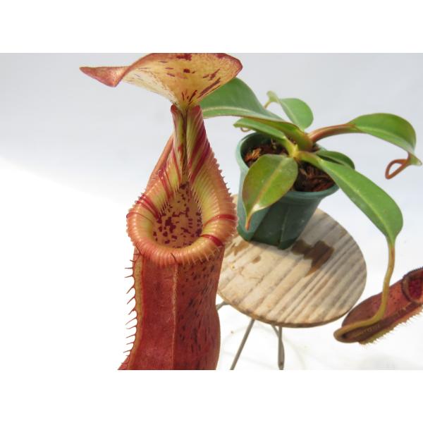【最新★オリジナル実生】N.(veitchii × burbidgeae )EPH-2-57-1 × edwardsiana kinabalu 'T' 2022-HIPS-007 2.5号【現品限り】ネペンテス 食虫植物_19562（202...