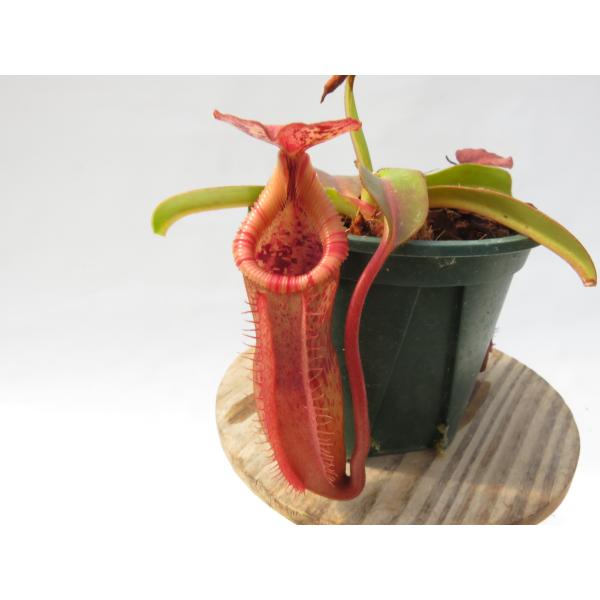 【最新★オリジナル実生】N.(veitchii × burbidgeae)EPH-2-57-1 × edwardsiana kinabalu 'T' 2022-HIPS-007 3号【現品限り】ネペンテス 食虫植物_19566（2026年3...