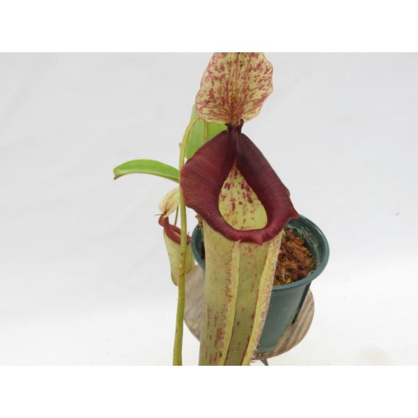 N.maxima(h) -pierinensis × (northiana × veitchii)Code23 3.5号【現品限り】ネペンテス 食虫植物_19762（2026年4月中旬撮影)※植物ですので、撮影時からの日数の経過、季節の移り...