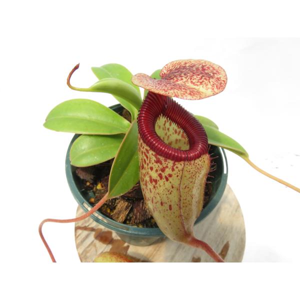 N.sibuyanensis {Guiting-Guiting,Phiilippines 1400ｍ} BCP ID#N110 294 300 3号【現品限り】ネペンテス 食虫植物_19860（2026年4月下旬撮影)※植物ですので、撮影時...