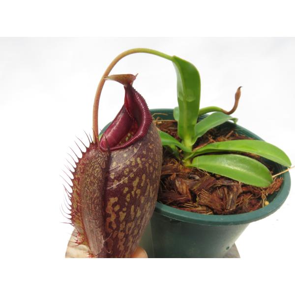N.densiflora × aristolochioides BE-4076 3.5号【現品限り】ネペンテス 食虫植物_19867（2026年4月下旬撮影)※植物ですので、撮影時からの日数の経過、季節の移り変わりと共に、袋の数、色など商品...