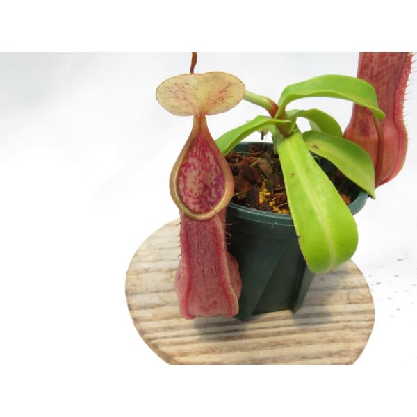 N.tobaica BCP ID#N154 2.5号【現品限り】ネペンテス 食虫植物_19870（2026年4月下旬撮影)※植物ですので、撮影時からの日数の経過、季節の移り変わりと共に、袋の数、色など商品の状態が変わることがございます。どう...