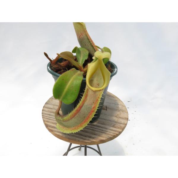 N.veitchii 'intermedia' BE-4087 3号【現品限り】ネペンテス 食虫植物_19877（2026年4月下旬撮影)※植物ですので、撮影時からの日数の経過、季節の移り変わりと共に、袋の数、色など商品の状態が変わることが...