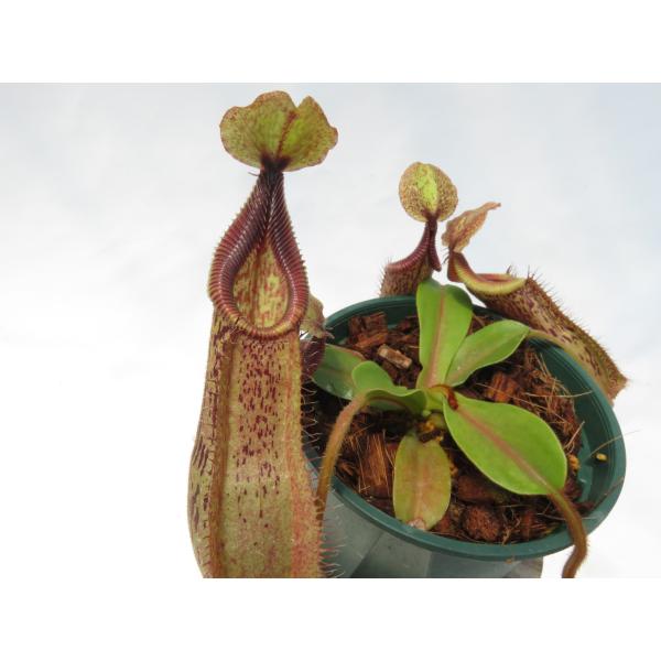 N.hamata 'Tambusisi' × veitchii 'bario' BE-3943  3.5号【現品限り】ネペンテス 食虫植物_19879（2026年4月下旬撮影)※植物ですので、撮影時からの日数の経過、季節の移り変わりと共に、...