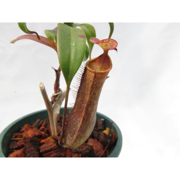 N.(mirabilis × gracilis)× gracilis Den Fern Thiland seems like N.graacilis Black 2.5号【現品限り】ネペンテス 食虫植物_19891（2026年4月下旬撮影)...