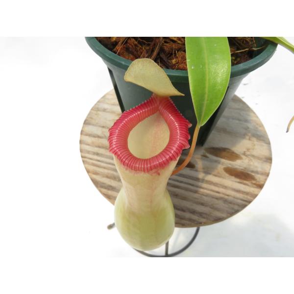 N.ventricosa 在来　No.4  3号【現品限り】ネペンテス 食虫植物_19892（2026年4月下旬撮影)※植物ですので、撮影時からの日数の経過、季節の移り変わりと共に、袋の数、色など商品の状態が変わることがございます。どうぞご...
