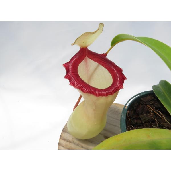 N.ventricosa 在来系 No.5 3号【現品限り】ネペンテス 食虫植物_19898（2026年4月下旬撮影)※植物ですので、撮影時からの日数の経過、季節の移り変わりと共に、袋の数、色など商品の状態が変わることがございます。どうぞご...