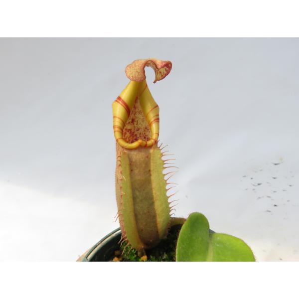 【最新★オリジナル実生】N.veitchii bario hybrid  2023-HIPS-005 2.5号【現品限り】ネペンテス 食虫植物_19928（2026年4月下旬撮影)※植物ですので、撮影時からの日数の経過、季節の移り変わりと共...