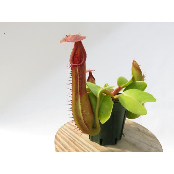 【最新★オリジナル実生】N.truncata(e )red × red (EPS-1-09-1) ×truncata(d)red flush(EPS-1-08-1)2022-HIPS-016 2号【現品限り】ネペンテス 食虫植物_19935...