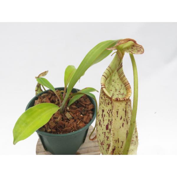 N.rafflesiana 'Brunei nivea -selected clone' BE-3141 4号【現品限り】ネペンテス 食虫植物_19949（2026年5月中旬撮影)※植物ですので、撮影時からの日数の経過、季節の移り変わりと共...