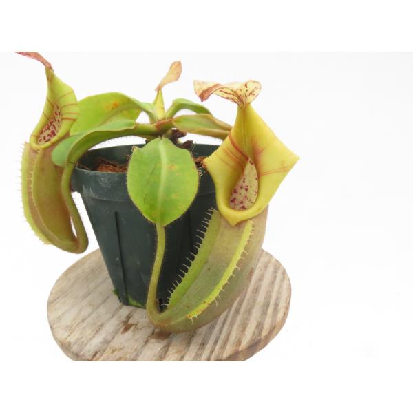 N.veitchii {yellow × (H/L × L/L)}BCP ID#N338,341 3号【現品限り】ネペンテス 食虫植物_19955（2026年5月中旬撮影)※植物ですので、撮影時からの日数の経過、季節の移り変わりと共に、袋の...