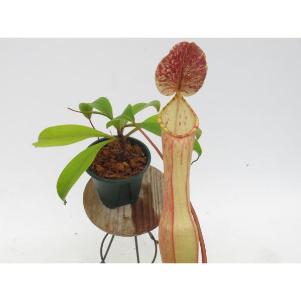 N.eustachya BCP ID#N1065/02 3号【現品限り】ネペンテス 食虫植物_19964（2026年5月中旬撮影)※植物ですので、撮影時からの日数の経過、季節の移り変わりと共に、袋の数、色など商品の状態が変わることがございま...