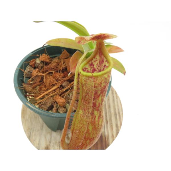 N.koto Amada  3号【現品限り】ネペンテス 食虫植物_19967（2026年5月中旬撮影)※植物ですので、撮影時からの日数の経過、季節の移り変わりと共に、袋の数、色など商品の状態が変わることがございます。どうぞご了承下さい。※出...
