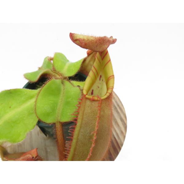【最新★オリジナル実生】N.veitchii bario hybrid 2022-HIPS-005 2号【現品限り】ネペンテス 食虫植物_19987（2026年5月中旬撮影)※植物ですので、撮影時からの日数の経過、季節の移り変わりと共に、袋...
