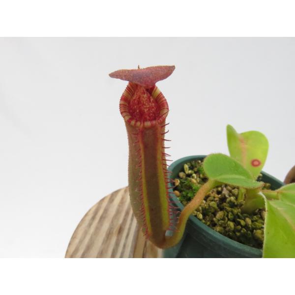 【最新★オリジナル実生】N.lowii × veitchii bario Y's HIPS-23-24 2号【現品限り】ネペンテス 食虫植物_19989（2026年5月中旬撮影)※植物ですので、撮影時からの日数の経過、季節の移り変わりと共に...