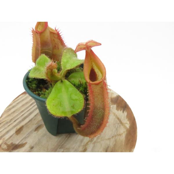 【最新★オリジナル実生】N.veitchii bario hybrid 2022-HIPS-005 2号【現品限り】ネペンテス 食虫植物_20001（2026年5月中旬撮影)※植物ですので、撮影時からの日数の経過、季節の移り変わりと共に、袋...