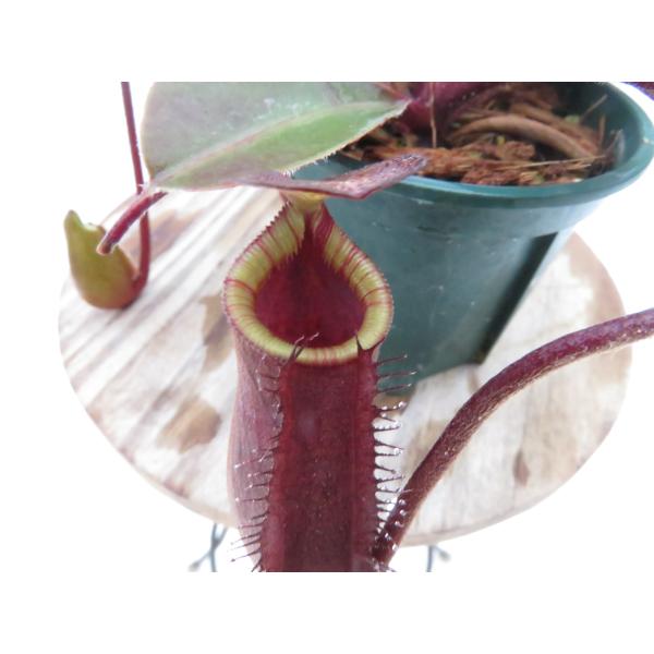 【最新★オリジナル実生】N.lowii × palawanensis BE-3651  HIPS-23-22  2号【現品限り】ネペンテス 食虫植物_20006（2026年5月中旬撮影)※植物ですので、撮影時からの日数の経過、季節の移り変わ...