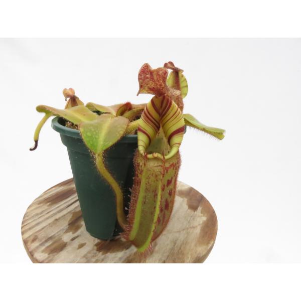 【最新★オリジナル実生】N.hurrelliana #2 × veitchii bario Y's 2022-HIPS-006  2.5号【現品限り】ネペンテス 食虫植物_20007（2026年5月中旬撮影)※植物ですので、撮影時からの日数...