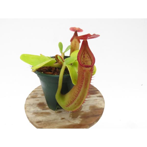 【最新★オリジナル実生】N.truncata(e )red × red(EPS-1-09-2 ) ×truncata (e )red × red (EPS-1-09-1)2023-HIPS-013 2.5号【現品限り】ネペンテス 食虫植物_...