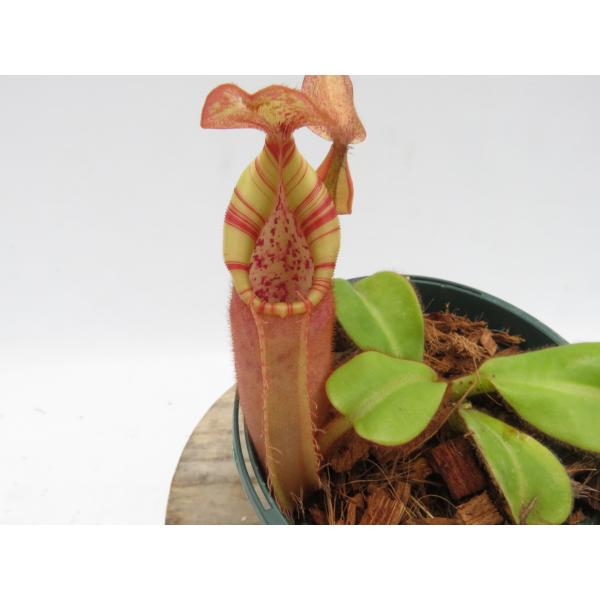 【最新★オリジナル実生】N.veitchii bario Seed Grown(BE-3646)× veitchii bario Y's 2022-HIPS-011 3号【現品限り】ネペンテス 食虫植物_20073（2026年5月下旬撮影)...