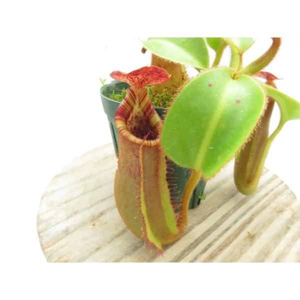 【最新★オリジナル実生】N.lowii × veitchii bario Y's HIPS-23-24 2号【現品限り】ネペンテス 食虫植物_20078（2026年5月下旬撮影)※植物ですので、撮影時からの日数の経過、季節の移り変わりと共に...