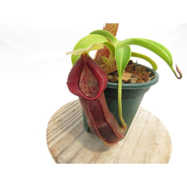 N.spathulata ×singalana BE-3490 2.5号【現品限り】ネペンテス 食虫植物_20146（2026年6月中旬撮影)※植物ですので、撮影時からの日数の経過、季節の移り変わりと共に、袋の数、色など商品の状態が変わるこ...