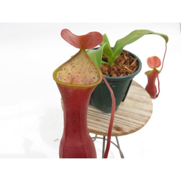 N.reinwardtiana{ red form,Bario,Kelabit,Highland,Borneo}BCP ID #N355,402 2.5号【現品限り】ネペンテス 食虫植物_20153（2026年6月中旬撮影)※植物ですので、...