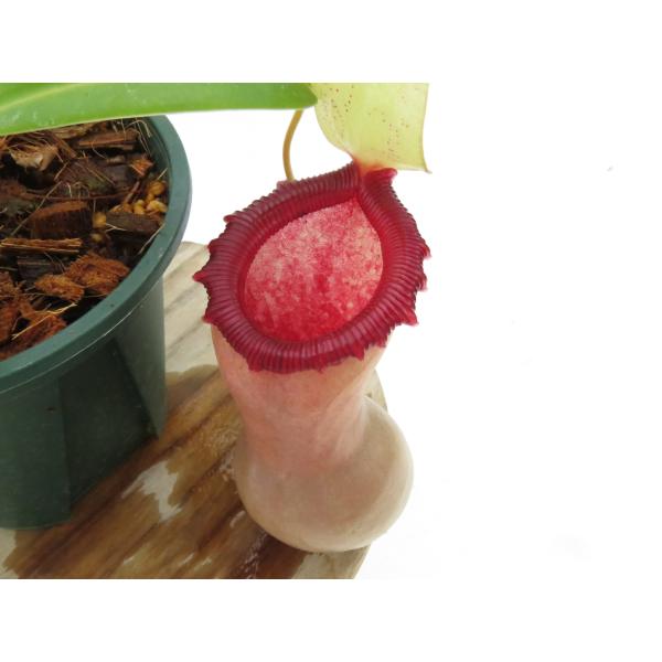 N.ventricosa 在来No.3 3号【現品限り】ネペンテス 食虫植物_20228（2026年6月下旬撮影)※植物ですので、撮影時からの日数の経過、季節の移り変わりと共に、袋の数、色など商品の状態が変わることがございます。どうぞご了承...