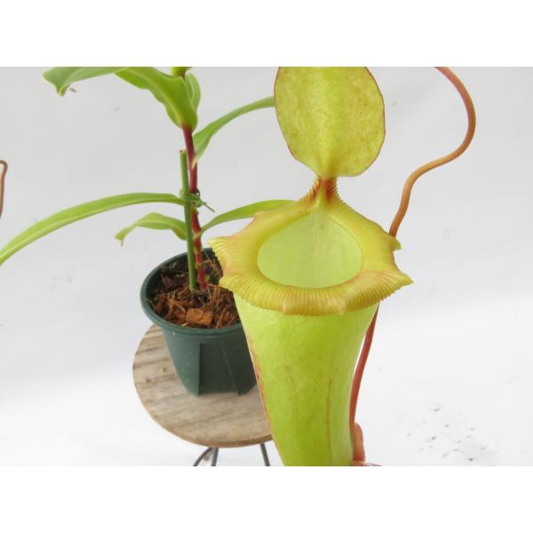 N.(ventricosa × sibuyanensis)-flard peri × flava small EP 2.5号【現品限り】ネペンテス 食虫植物_20408（2026年7月下旬撮影)※植物ですので、撮影時からの日数の経過、季節の...