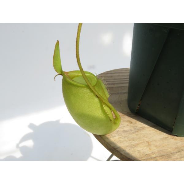 N.Sachiko (ventricosa × ampullaria) Isseien 3号【現品限り】ネペンテス 食虫植物_20455（2026年7下旬撮影)※植物ですので、撮影時からの日数の経過、季節の移り変わりと共に、袋の数、色など商...