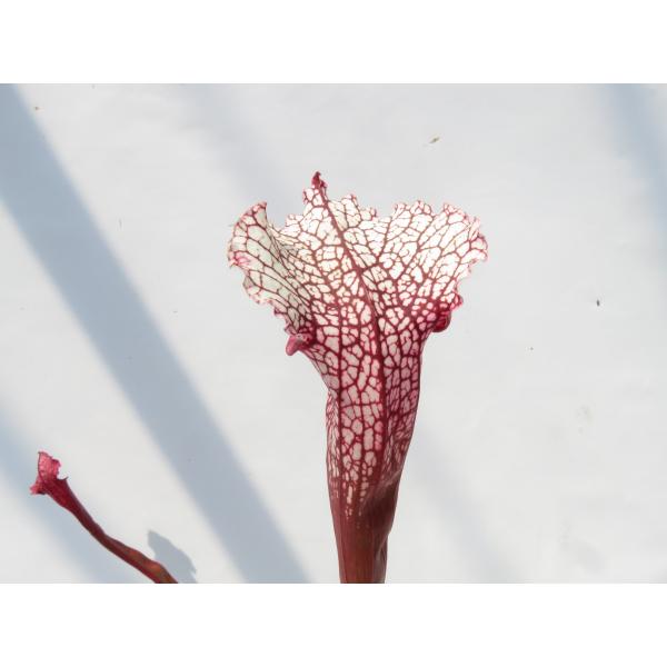 【★お盆大放出祭★】Sarracenia  サラセニア牧場  3号【現品限り】サラセニア 食虫植物_20654（2026年8月中旬撮影)※植物ですので、撮影時からの日数の経過、季節の移り変わりと共に、袋の数、色など商品の状態が変わることがご...