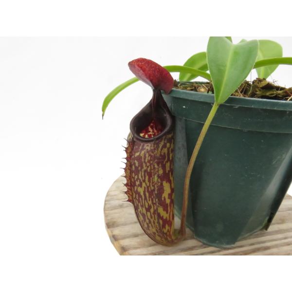 N.maxima(h) × aristolochioides  3号【現品限り】ネペンテス 食虫植物_20709（2026年9月上旬撮影)※植物ですので、撮影時からの日数の経過、季節の移り変わりと共に、袋の数、色など商品の状態が変わることが...