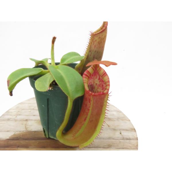 【最新★オリジナル実生】N.[(lowii × boschiana)× veitchii H/L](k)(EPH-4-112-4)× veitchii bario Y's 2023-HIPS-002 2号【現品限り】ネペンテス 食虫植物_2...