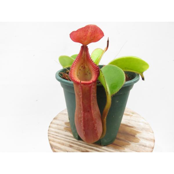 【最新★オリジナル実生】N.truncata(e )red × red(EPS-1-09-2)× edwardsiana Tambuyukon #14 2023-HIPS-020 3号【現品限り】ネペンテス 食虫植物_20824（2026年...