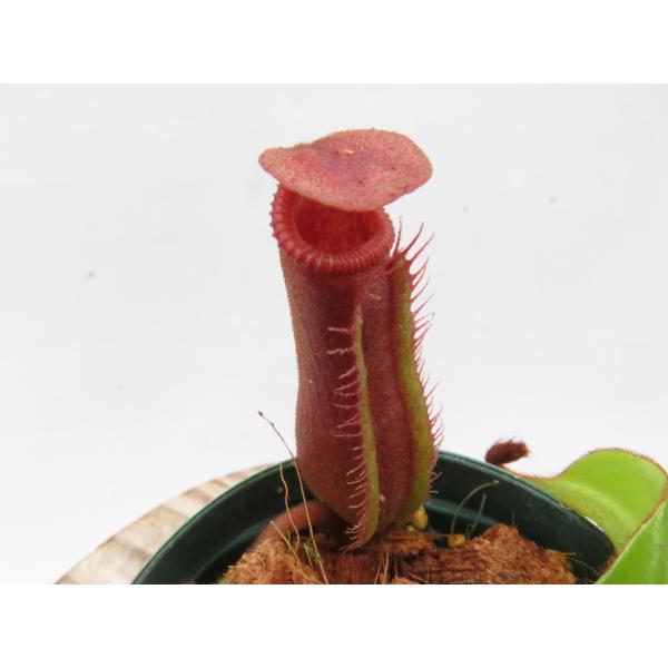【最新★オリジナル実生】 N.veitchii bario Pink 一正園 x edwardsiana Kinabalu 'T' #6 HIPS-23-03 2号【現品限り】ネペンテス 食虫植物_20837（2026年9月上旬撮影)※植物...