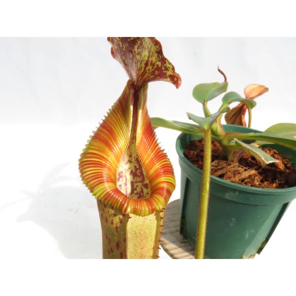 【最新★オリジナル実生】N.(veitchii ×burbidgeae)EPH-2-57-1 × edwardsiana kinabalu 'T' 2022-HIPS-007 5号【現品限り】ネペンテス 食虫植物_20899（2026年9月...