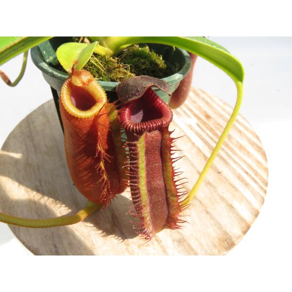 【最新★オリジナル実生】N.lowii Munkobo Ranau Kinabalu × edwarsiana Tambuyukon #2 2号【現品限り】ネペンテス 食虫植物_20923（2026年9月下旬撮影)※植物ですので、撮影時から...