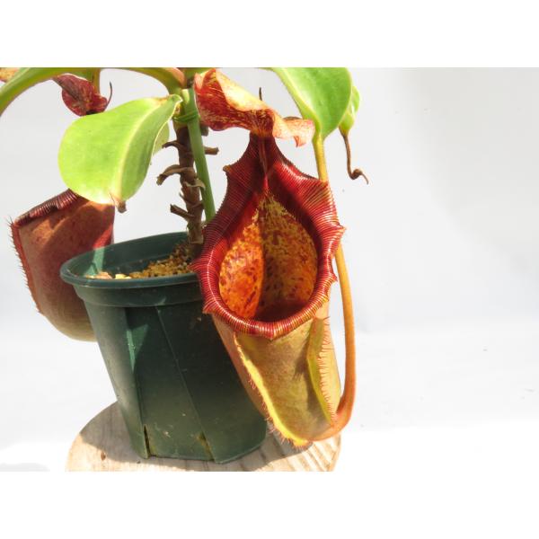 N.veitchii(No.2)× (lowii × ventricosa)RED 3.5号【現品限り】ネペンテス 食虫植物_20928（2026年9月下旬撮影)※植物ですので、撮影時からの日数の経過、季節の移り変わりと共に、袋の数、色など...