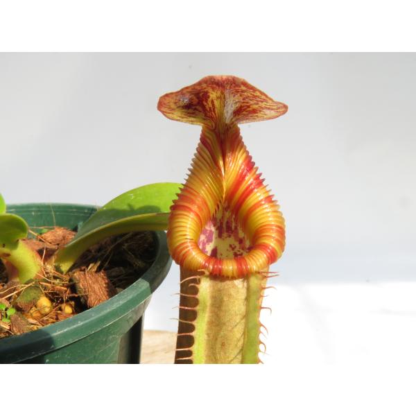 【最新★オリジナル実生】N.[(lowii × boschiana )× veitchii H/L](k) EPH-4-112-4×edwardsiana Tambuyukon #2 2023-HIPS-003 3号【現品限り】ネペンテス ...