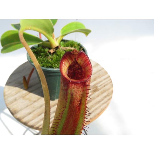 【最新★オリジナル実生】N.lowii ×( truncata × ephippiata) HIPS-23-20 2号【現品限り】ネペンテス 食虫植物_20946（2026年9月下旬撮影)※植物ですので、撮影時からの日数の経過、季節の移り変...
