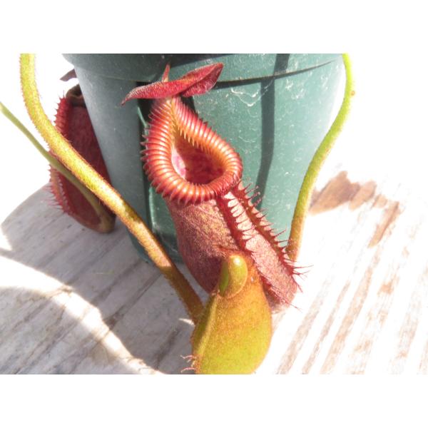 N.villosa × robcantlyei BE-4079 2.5号【現品限り】ネペンテス 食虫植物_20951（2026年9月下旬撮影)※植物ですので、撮影時からの日数の経過、季節の移り変わりと共に、袋の数、色など商品の状態が変わるこ...