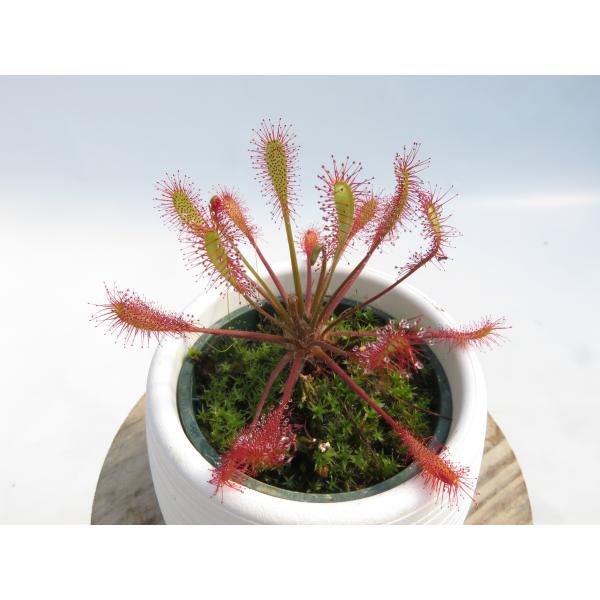 Drosera anglica ×  intermedia  Leon 2号【在庫限り】食虫植物  丸鉢付き_90069ドロセラは葉の表面の細かい繊毛の先に、極小の丸い粘液が付き、光を通してキラキラと輝きます。その輝きは食虫植物界の宝石と呼...