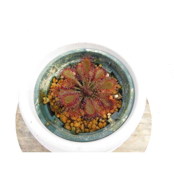 Drosera ナガモト(anglica(尾瀬) × spatulata) 2号【在庫限り】食虫植物  丸鉢付き_90070ドロセラは葉の表面の細かい繊毛の先に、極小の丸い粘液が付き、光を通してキラキラと輝きます。その輝きは食虫植物界の宝石...