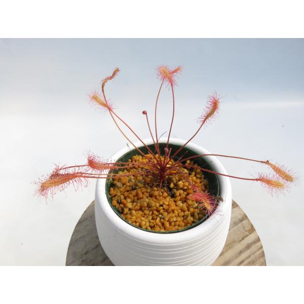 Drosera affinis namibia BCP 2号【在庫限り】食虫植物  丸鉢付き_90071ドロセラは葉の表面の細かい繊毛の先に、極小の丸い粘液が付き、光を通してキラキラと輝きます。その輝きは食虫植物界の宝石と呼ばれます。丸鉢付...