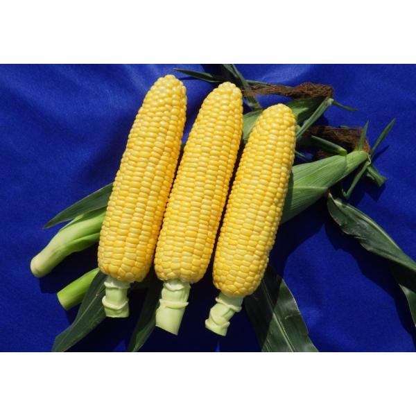 【発売日：2026年07月20日】ひるぜん農園は、西日本最大級のトウモロコシ生産者です。●　商品内容・フルーツコーン ６本入り【ドルチェドリームかゴールドラッシュ系黄色の単品種、またはミックス】・レシピリーフレット◆お届け時期の目安７月20...