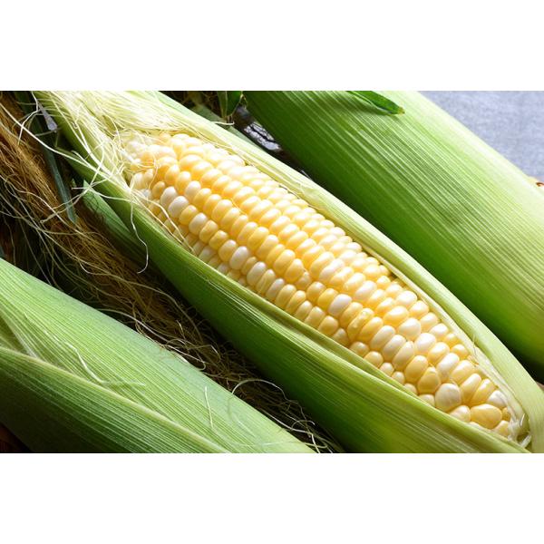 【発売日：2026年07月10日】●　商品内容・ドルチェドリーム 8本・レシピリーフレット●　お届け日（目安）７月10日頃より順次発送予定となります発送開始後すぐお届けとはならない場合もあります予めご了承ください。※災害や宅配会社の事情で遅...